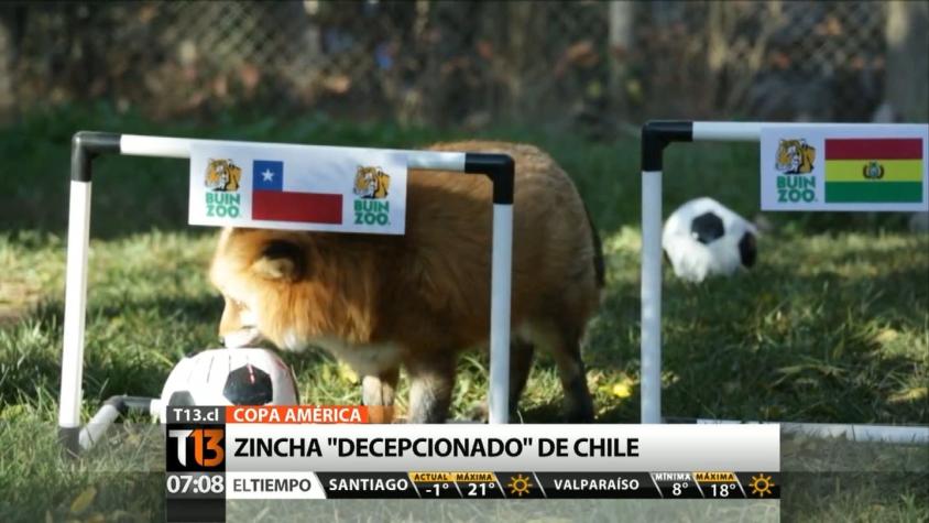 [VIDEO] 'Zincha' del Buin Zoo vaticina empate para duelo de Chile y Bolivia